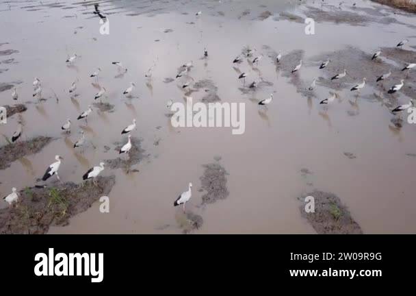 Openbills Stock Videos & Footage - HD and 4K Video Clips - Alamy