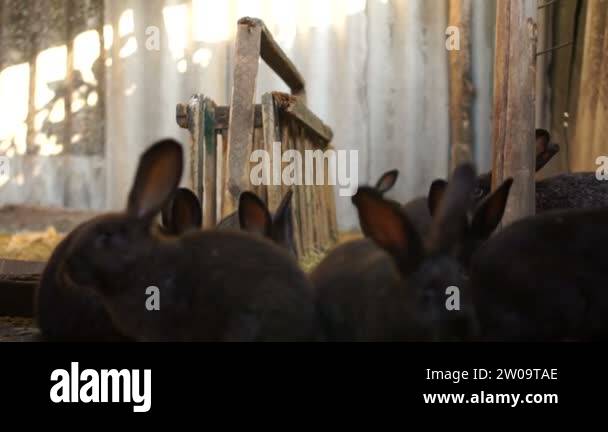 Close-up of a family of black rabbits in their paddock. Curious rabbits ...