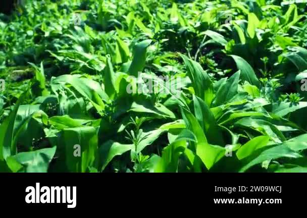 Garlic smell Stock Videos & Footage - HD and 4K Video Clips - Alamy