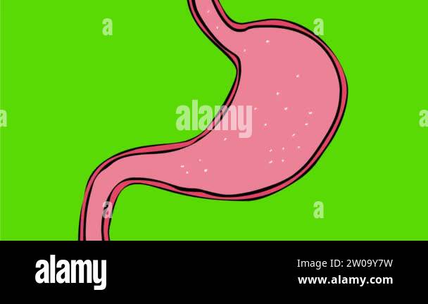 2d Animation motion graphics drawing of a human stomach anatomy on ...