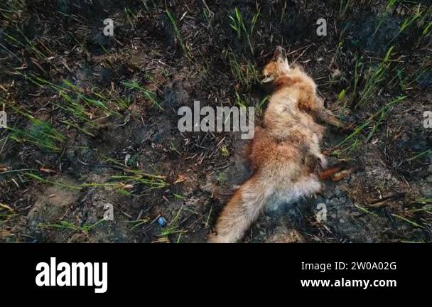 Dead fox due smoke intoxication, lay on the burned ground filled with ... Dead fox due smoke intoxication, lay on the burned ground filled with ...