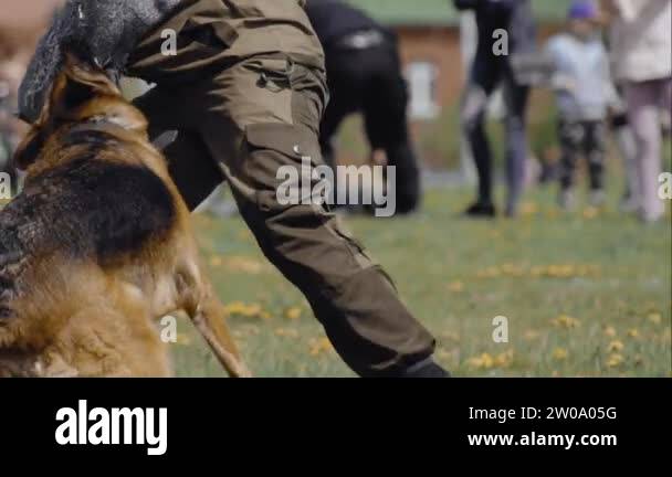 Cynologist Shepherd dog bites and clings to the criminals hand during ...