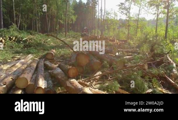 Lumberjack machine Stock Videos & Footage - HD and 4K Video Clips - Alamy