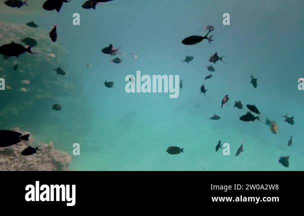 beautiful fish of different sizes on the background of a coral reef ...