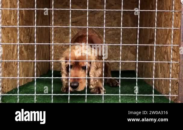 Adoption animal homeless rescue shelter Stock Videos & Footage - HD and ...