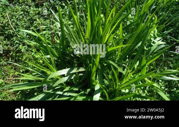 Close up Pennisetum purpureum (Cenchrus purpureus Schumach, Napier ...