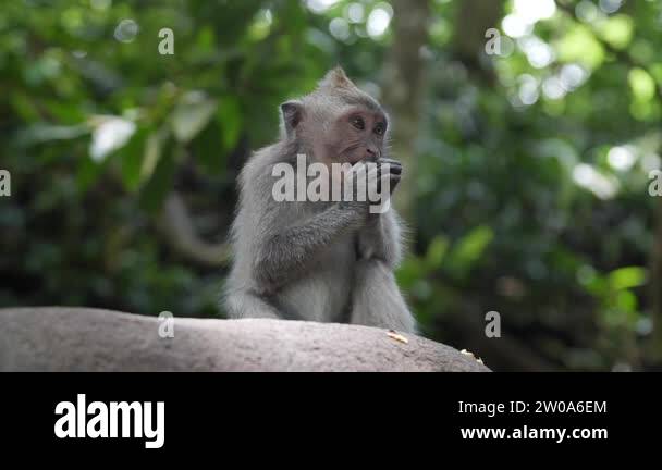 Monkey point Stock Videos & Footage - HD and 4K Video Clips - Alamy