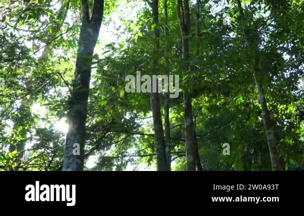 Perfume tree Stock Videos & Footage - HD and 4K Video Clips - Alamy