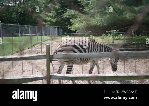 Zebra in enclosure Stock Videos & Footage - HD and 4K Video Clips - Alamy