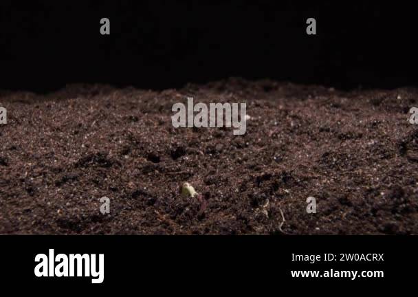 Beans sprout Stock Videos & Footage - HD and 4K Video Clips - Alamy