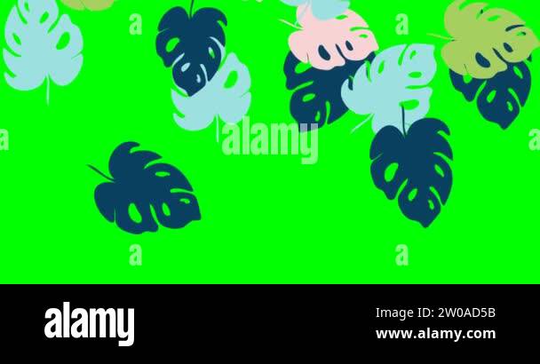 Monstera leaves pattern Stock Videos & Footage - HD and 4K Video Clips ...