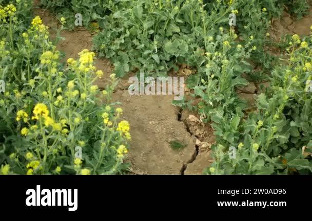 Drought dry field land rape, drying up soil cracked, climate change ...