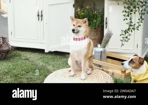 Canine zone Stock Videos & Footage - HD and 4K Video Clips - Alamy