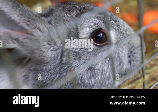 Rabbit muzzle Stock Videos & Footage - HD and 4K Video Clips - Alamy