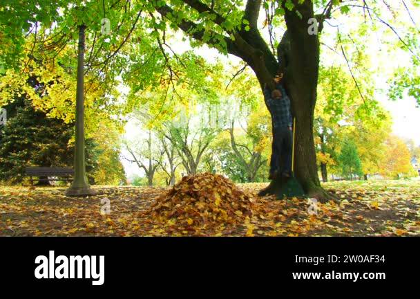 Large leaf pile Stock Videos & Footage - HD and 4K Video Clips - Alamy