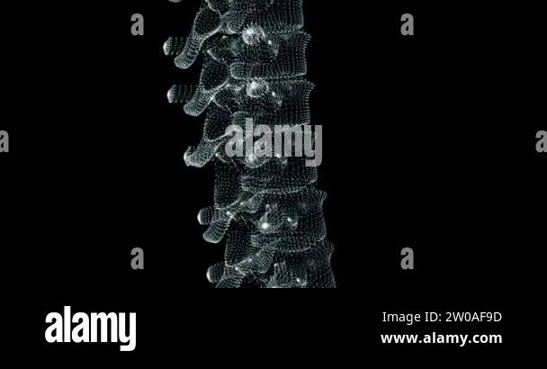 Representation screen 3d of human lumbar vertebrae in the human body ...