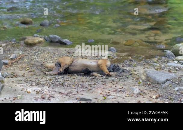 Rotten baby teeth Stock Videos & Footage - HD and 4K Video Clips - Alamy