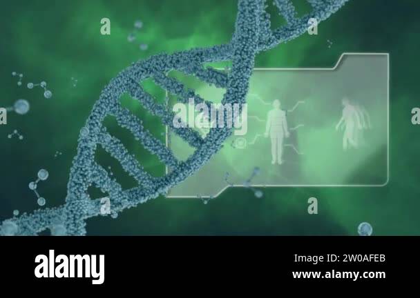 Digital animation of DNA double helix made of molecule model rotating and digital folder with ...
