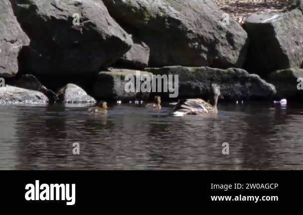 Man made lake swim Stock Videos & Footage - HD and 4K Video Clips - Alamy