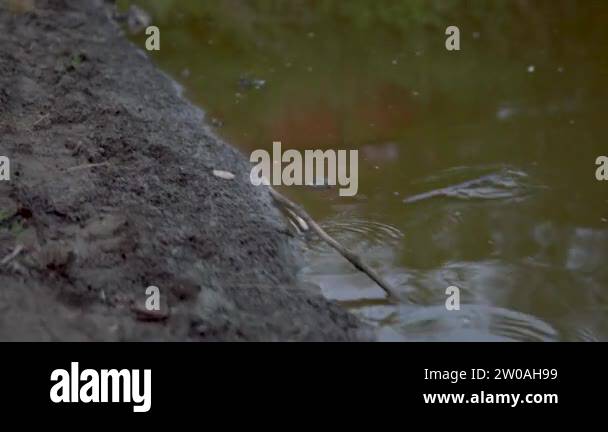 Goofy frog Stock Videos & Footage - HD and 4K Video Clips - Alamy