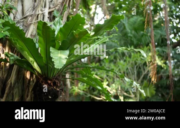 Fern birds nest on banyan. Bright fern birds nest with big green leaves ...
