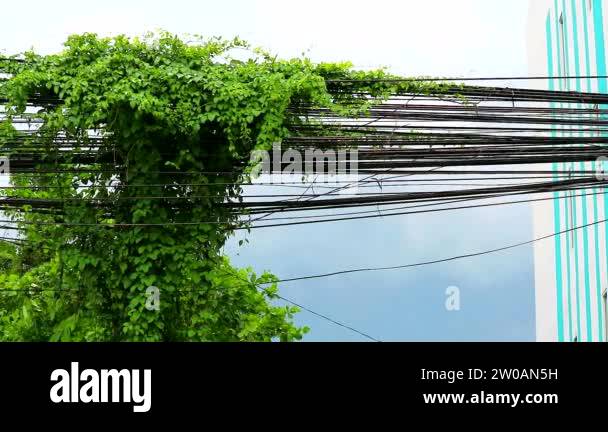 Weeds vines grow and creep along the electric pole. And cable Is an ...