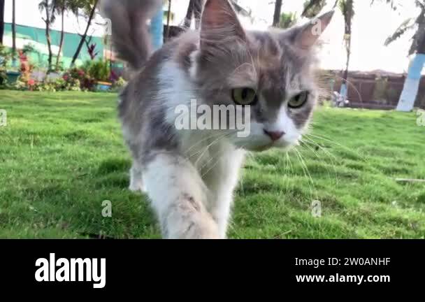 Portrait indian domestic pet cat Stock Videos & Footage - HD and 4K ...