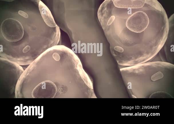 group of living cells under microscope, field of fat cells, High ...