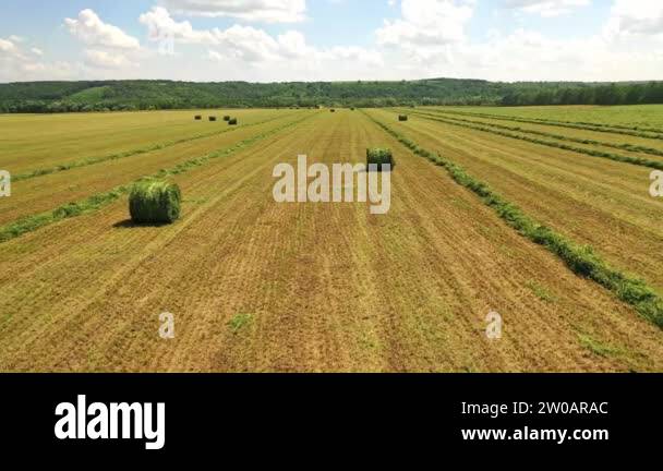 Field with bales on the natural background in rural place. Wrapped ...