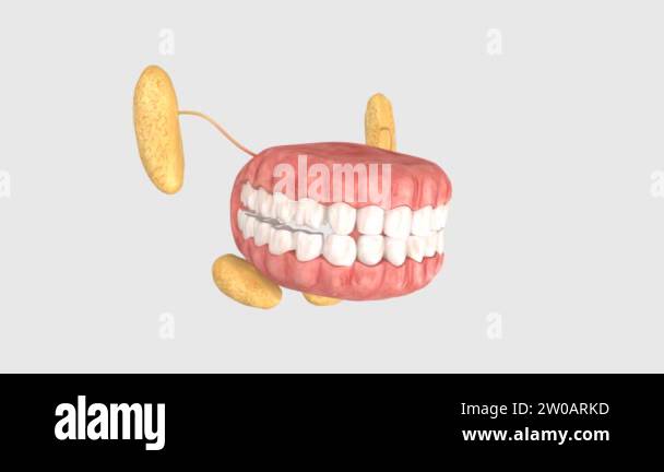 Small root structure Stock Videos & Footage - HD and 4K Video Clips - Alamy