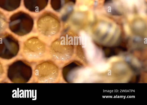 Caring For Brood. Workers role of nurse bee, tending to the colonys ...