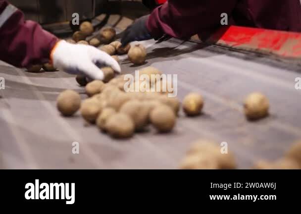 close-up, workers Hands in gloves sorting potato tubers on conveyor ...