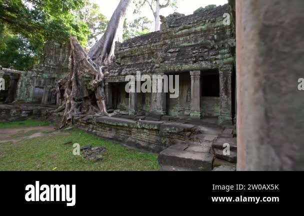 4K, Preah Khan temple with strangler fig. Famous spung tree growing in ...