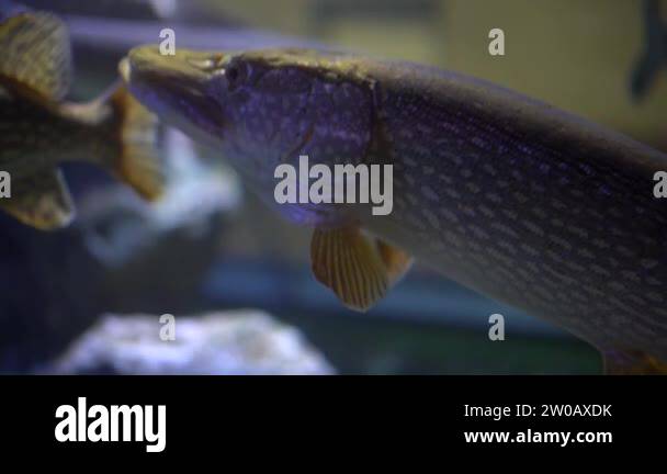 A large pike under water in an aquarium/reservoir looks at the camera ...