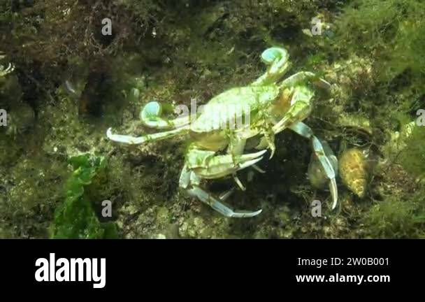 A big crab eats another crab.Flying crab (Liocarcinus holsatus), Black ...