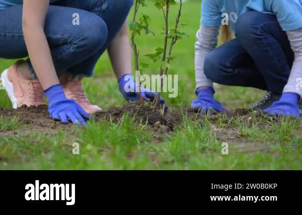 Tree in the ecosystem Stock Videos & Footage - HD and 4K Video Clips ...