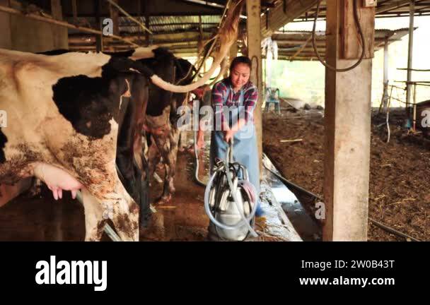 Farmer woman pushing Milking Machine walking come to the storage tank ...