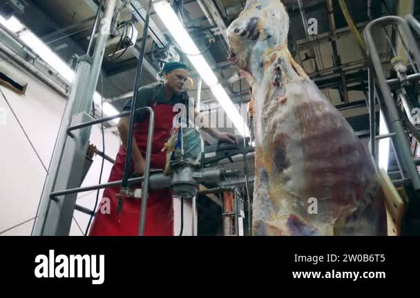 Food production, meat,pork processing factory. Slaughterhouse worker is ...