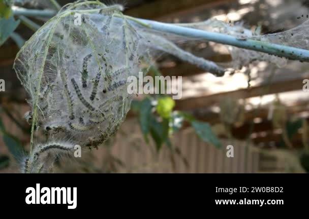 Plant infested house Stock Videos & Footage - HD and 4K Video Clips - Alamy