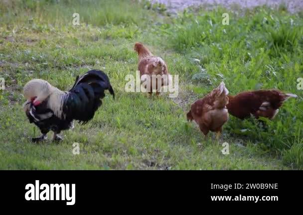 Allevamento Stock Videos & Footage - HD and 4K Video Clips - Alamy