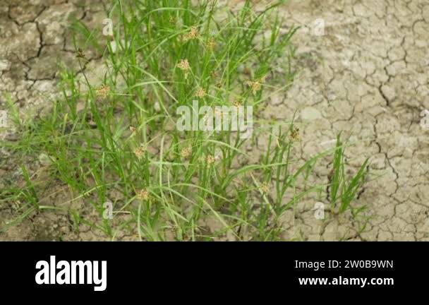 drought dry meadow land with lowland fens Bolboschoenus maritimus ...
