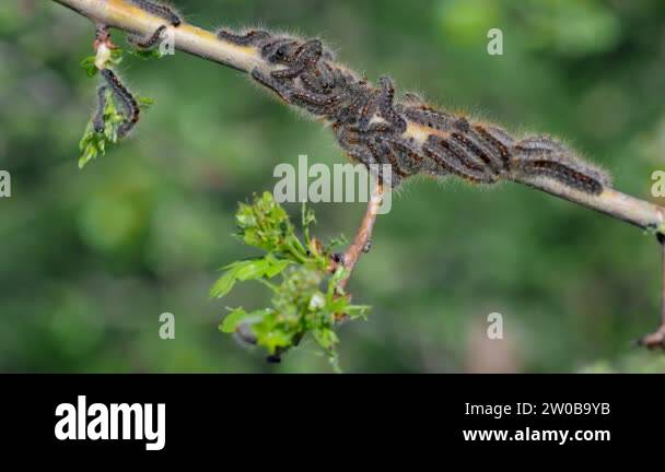 Caterpillar larvae, Brown tail caterpillars on tree Stock Video Footage ...