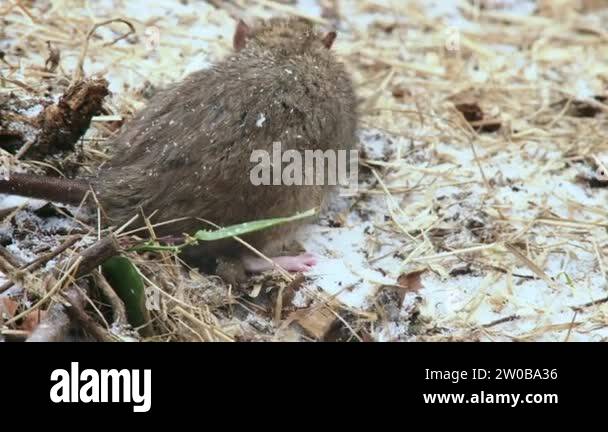 Snow mouse Stock Videos & Footage - HD and 4K Video Clips - Alamy