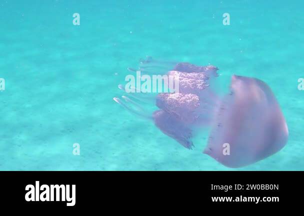 A Rhizostoma pulmo, commonly known as barrel jellyfish, dustbin-lid ...