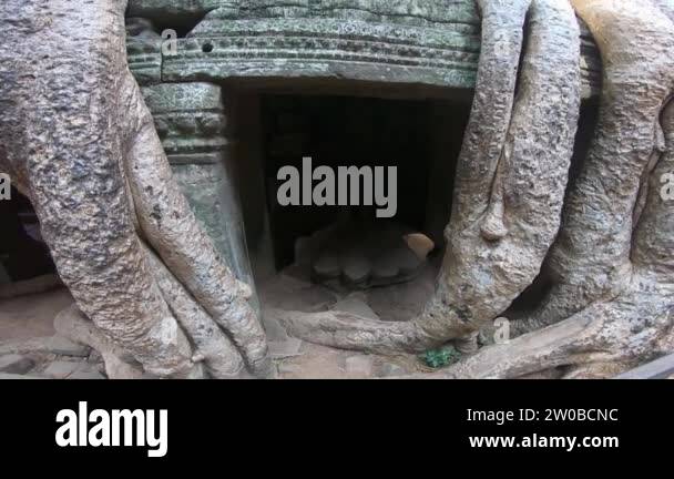 4K, Ta Prohm temple with strangler fig. Unrestored and still covered ...