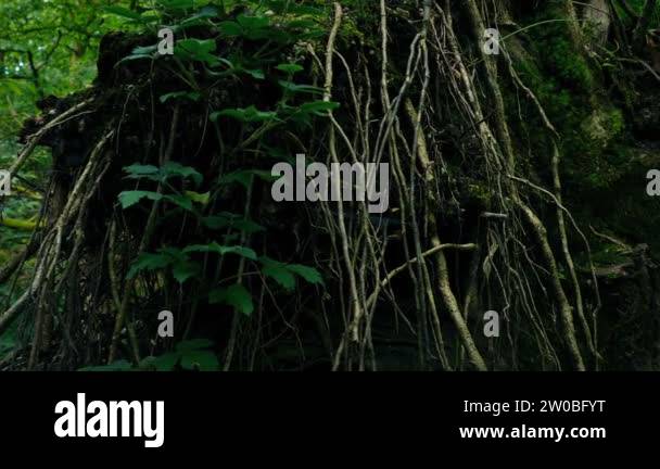 Tree roots roots in Stock Videos & Footage - HD and 4K Video Clips - Alamy