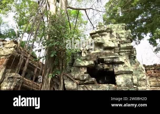 4K, Ta Prohm temple with strangler fig. Famous spung tree growing in ...