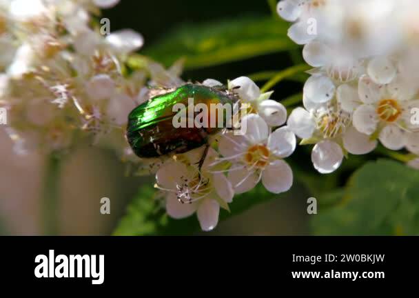 Beetle on a white inflorescence in spring. Bronzovka golden or June ...