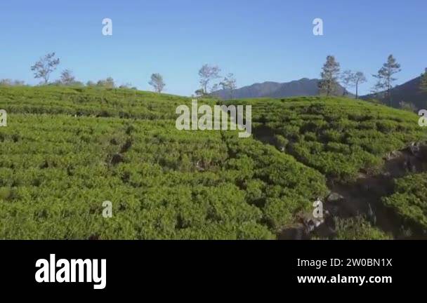 Hill countryside tea plantations Stock Videos & Footage - HD and 4K Video Clips - Alamy