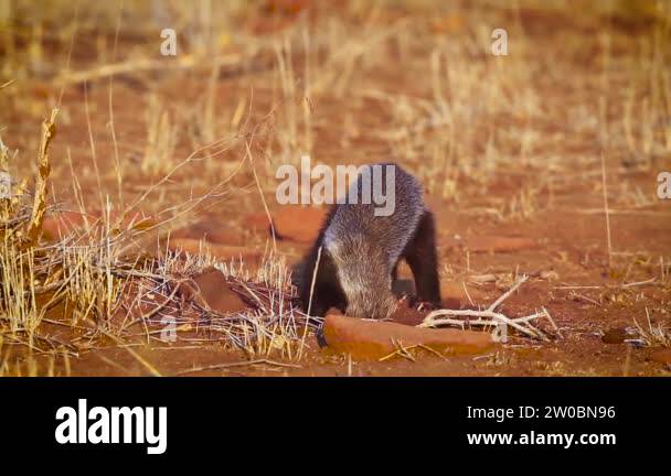 Honey badger ratel mellivora capensis Stock Videos & Footage - HD and ...